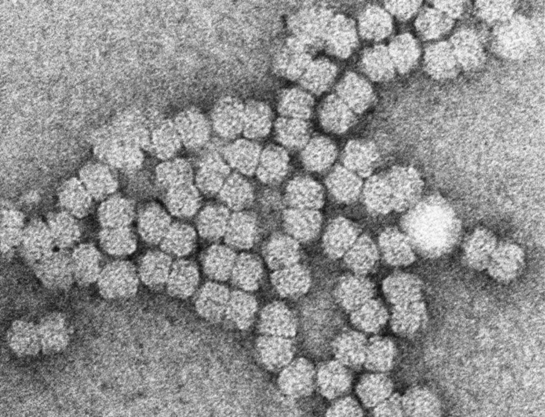 Plant Virology Research Group - National University of Sciences and ...